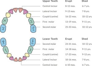 Baby Teeth Eruption Timeline and Important "Toothy Truths" - Baby Chick