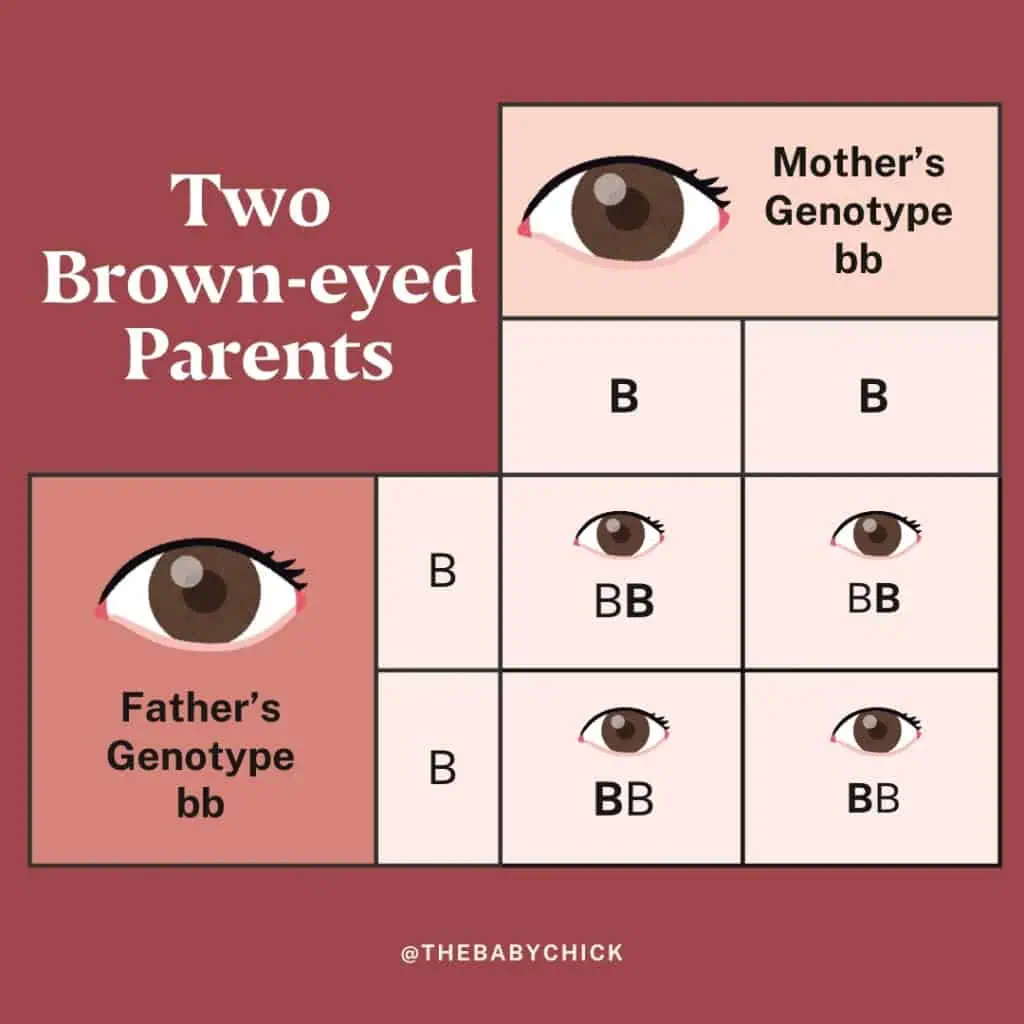 What Color Eyes Will Your Baby Have? - Baby Chick